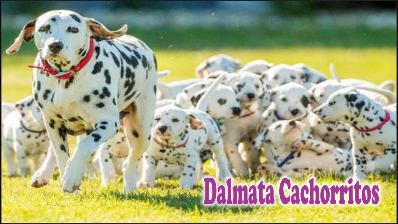 Son Buenos Perros Los Dálmatas