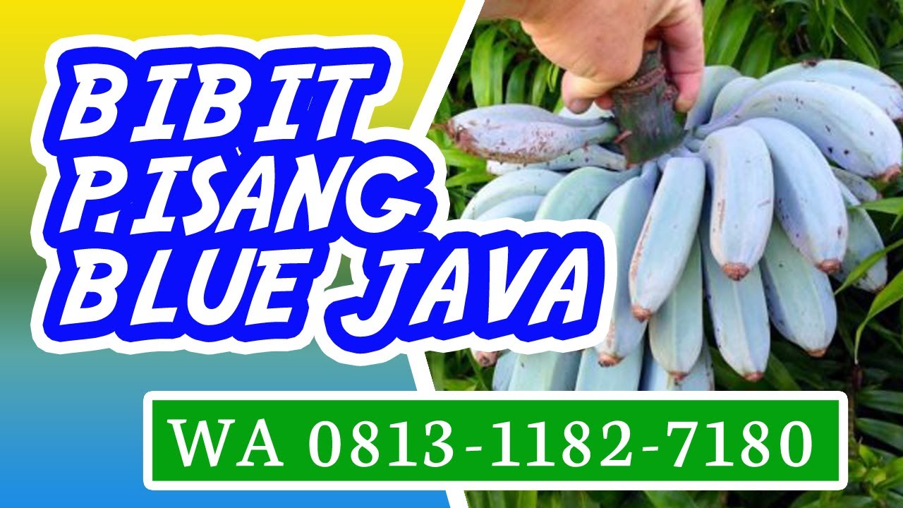 Jual Bibit Pohon Pisang Blue Java Paling Diminati Saat Ini - YouTube