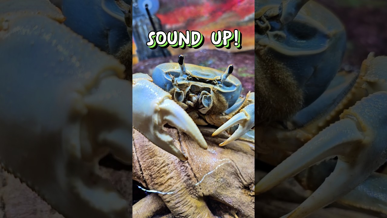 Crab sounds #howiethecrab #petcrab #crabsounds - YouTube