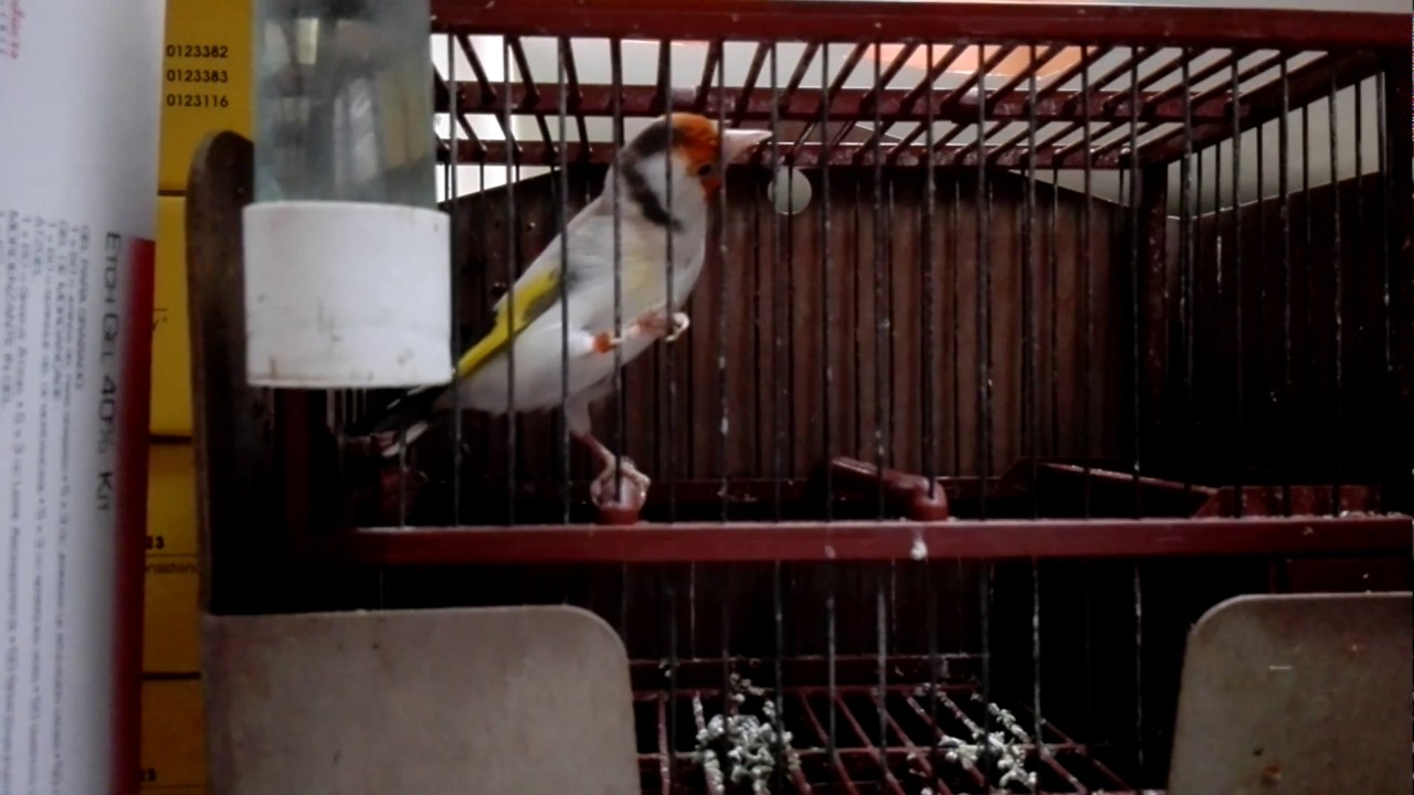 Chardonneret Parva mutation eumo pastel lutino - YouTube