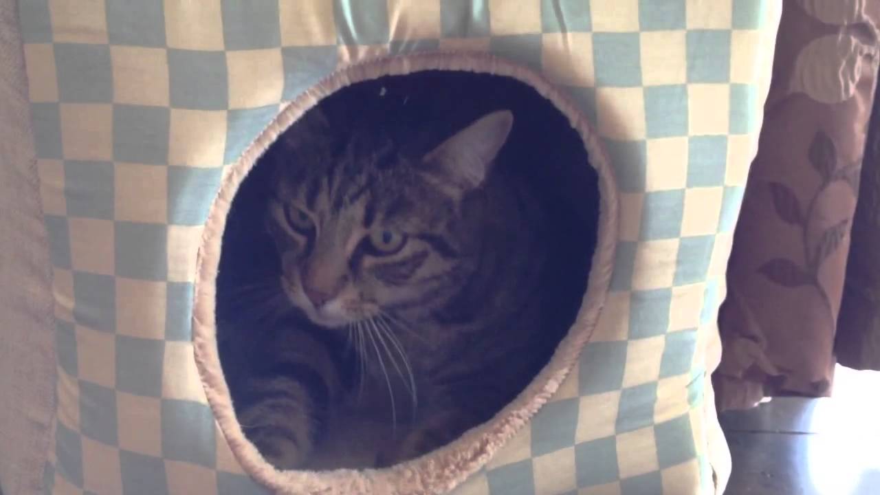 CUTEST tabby cat padding his house! - YouTube