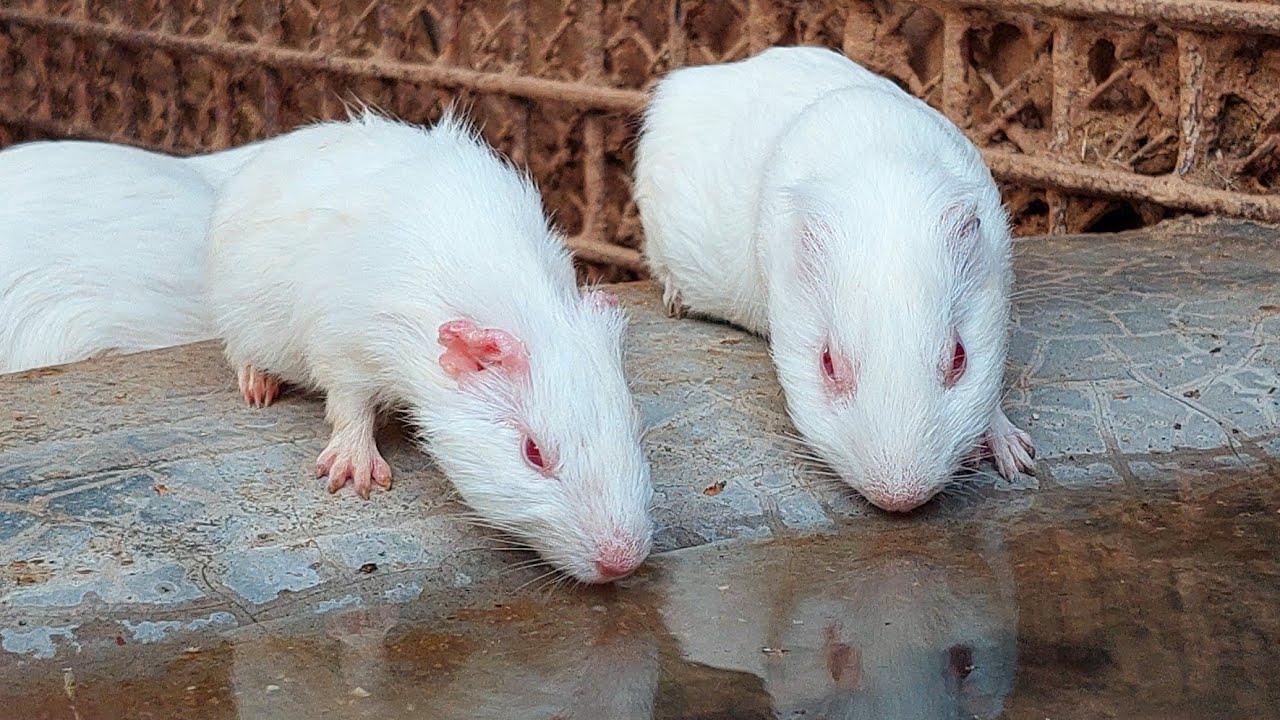 Funny Himalayan Guinea Pig reaction Drink Water Animal life - YouTube