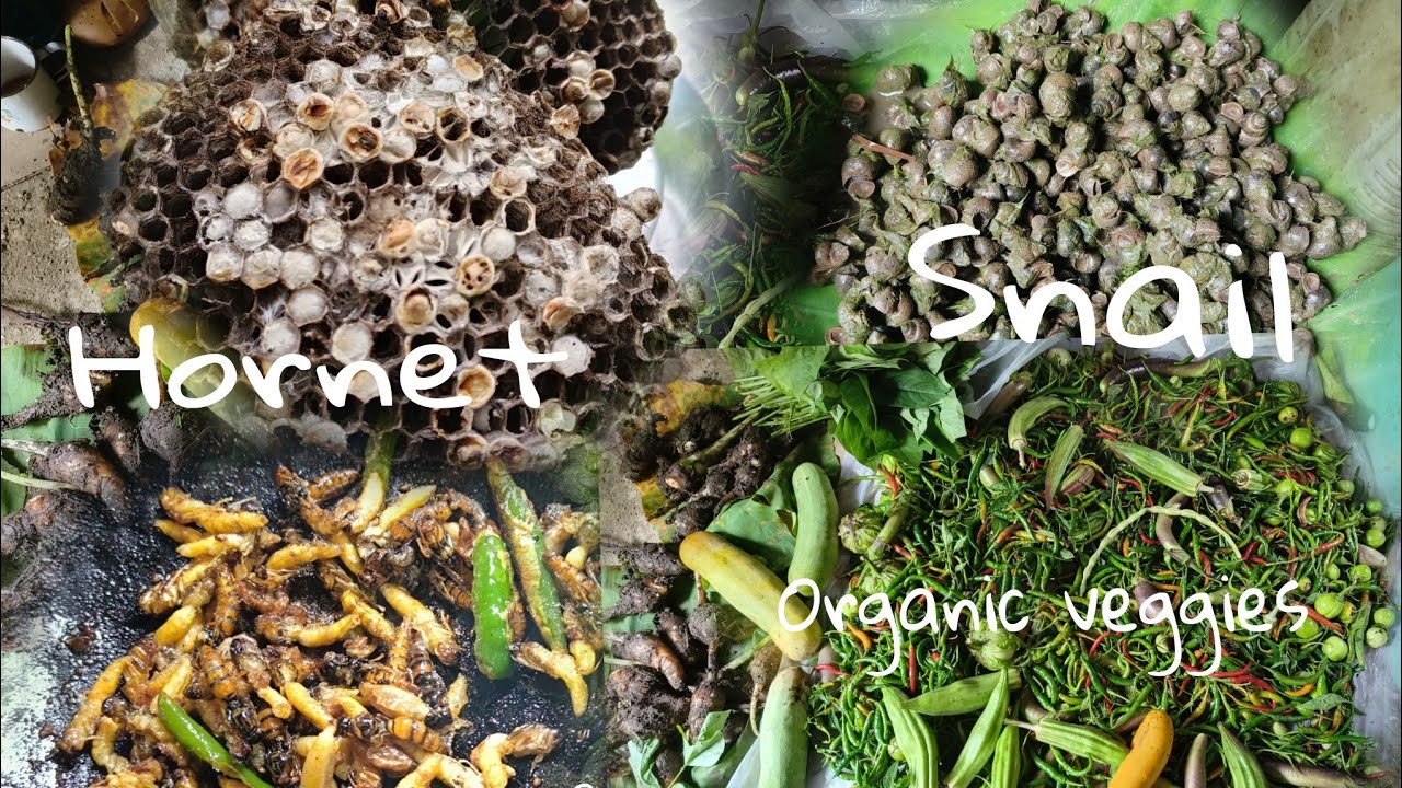 A day mixture with Catching snail Hunting hornet nest|| Harvesting ...