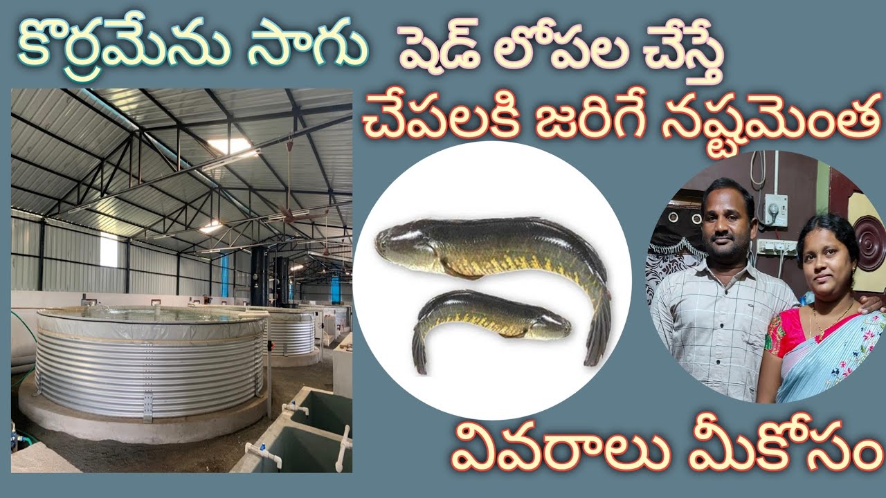 murrel fish farming details in shelter (9493243217) - YouTube