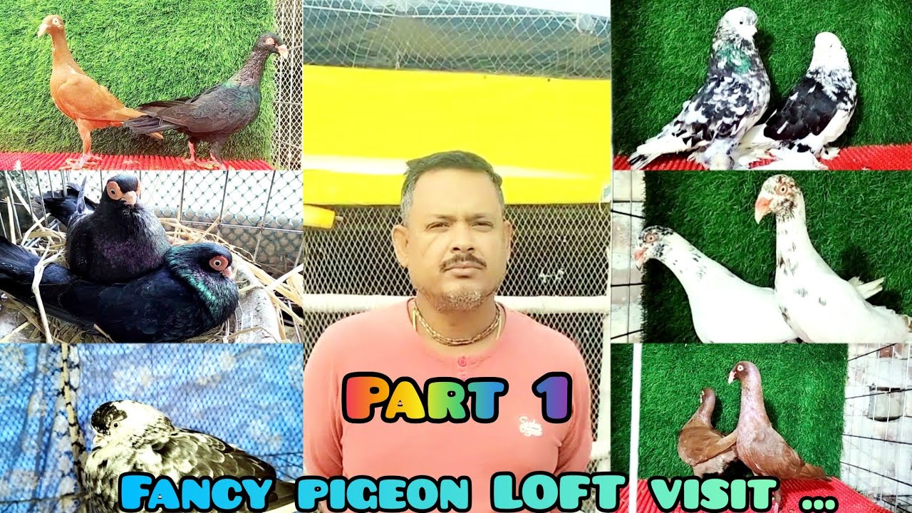 fancy pigeon loft visit of Jagannath sir | fancy pigeon collection ...