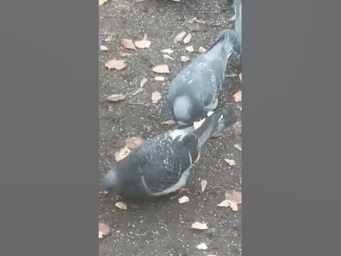 #голубь#хлеб#запасы#хвостатыйпитомец#moscow#жизнь#бизнес - YouTube