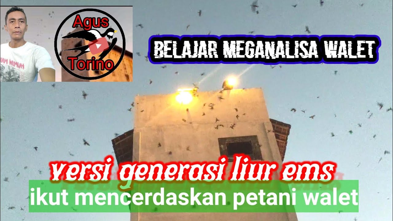 mengenal koloni burung walet - YouTube
