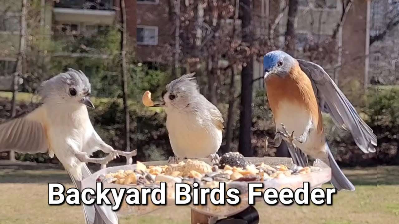 Bluebird, Tufted Titmouse, White Beasted Nuthatch, chickadee [Backyard ...