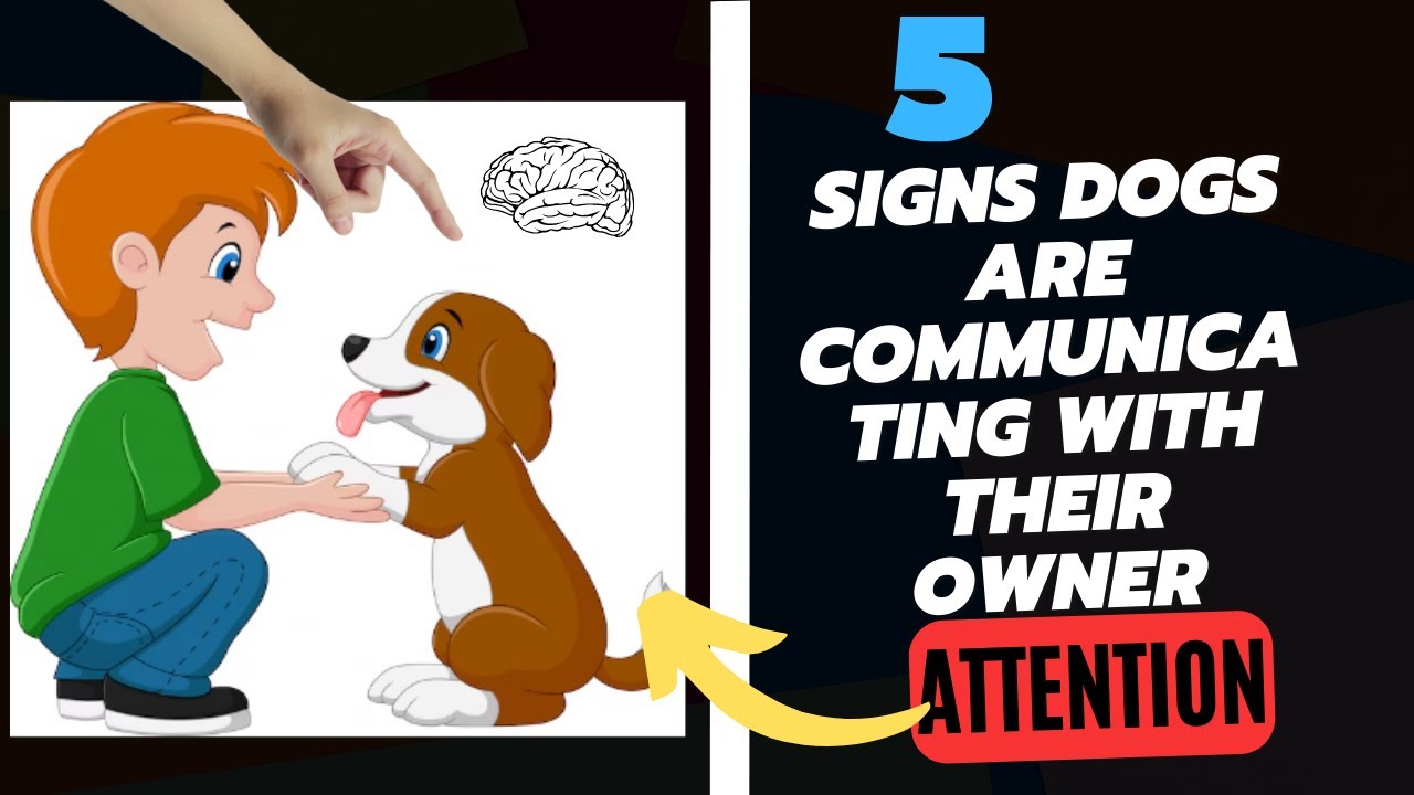 5 Signs dogs are communicating with their owner - YouTube