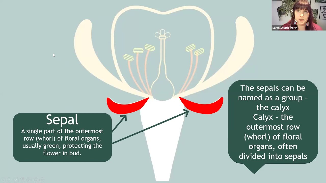 An introduction to plant identification: parts of a plant - YouTube