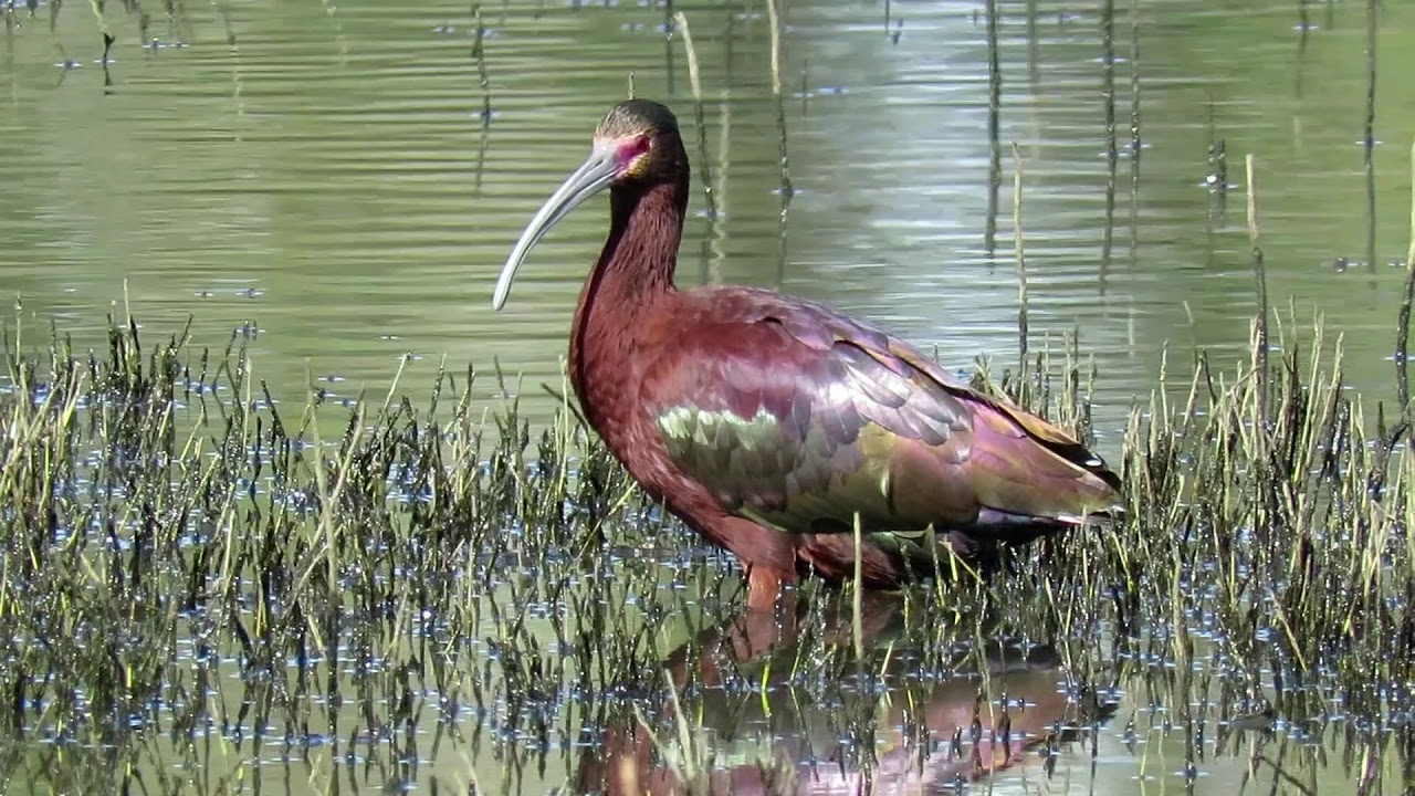 Colorful Ibis - YouTube