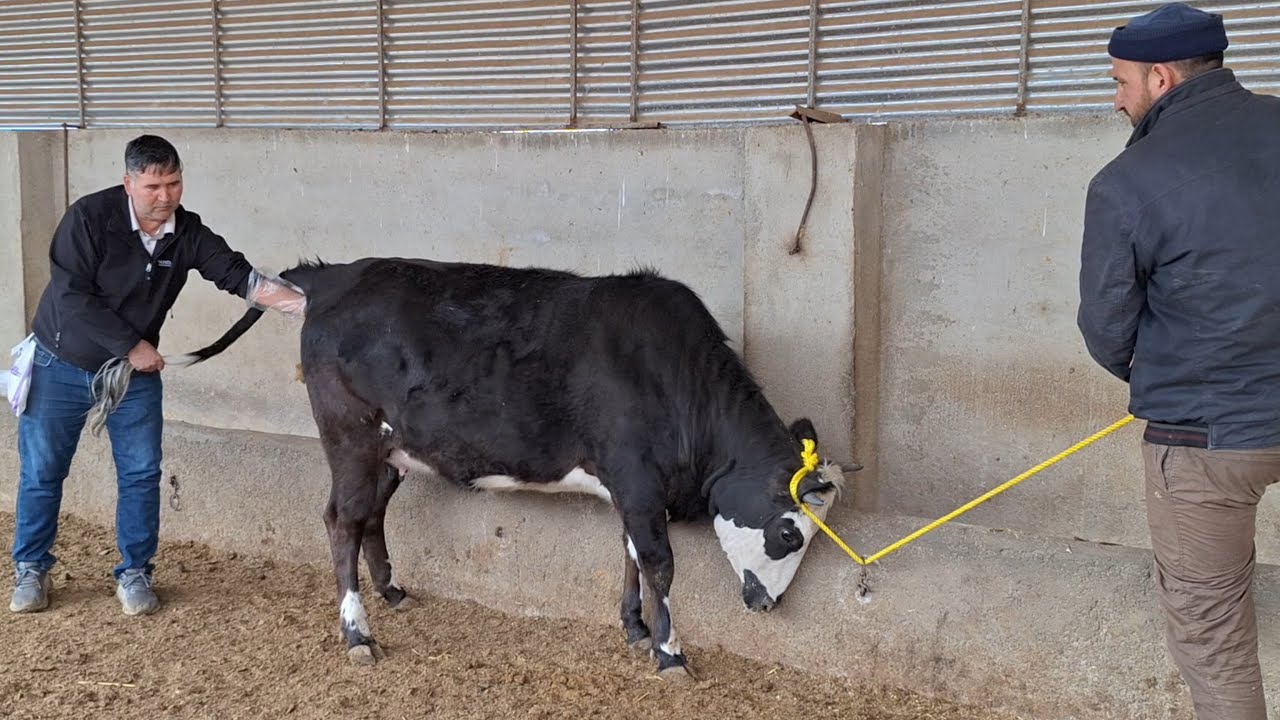 "Artificial Insemination in Cattle: Step-by-Step Guide"🔥🔥🔥/" Artificial ...