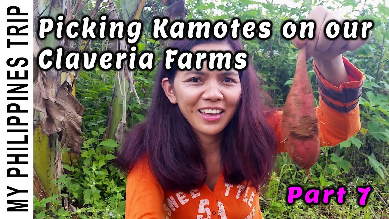 Picking Kamote or Sweet Potatoes on Our Claveria Farms | My Philippines ...
