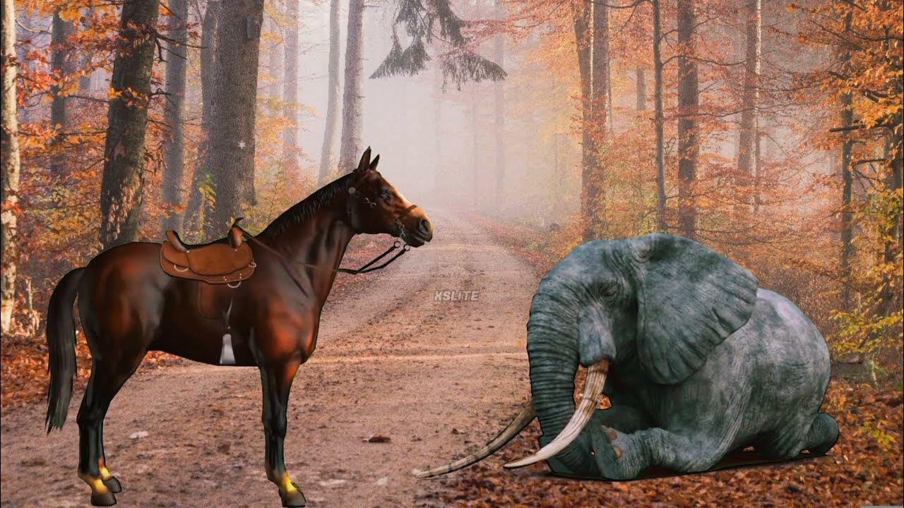 Wild Harmony: Horse and Elephant's Extraordinary Bond in the Jungle ...