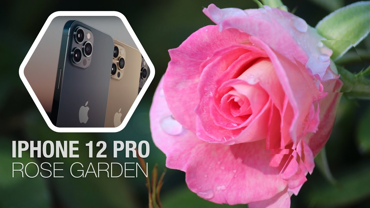 Iphone 12 Pro Cinematic Footage - Rose Garden | Auckland Botanic ...