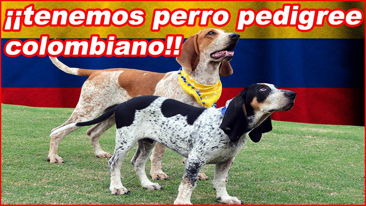 SABUESO fino COLOMBIANO 🐕‍🦺 chapolo o perro tinajero - YouTube