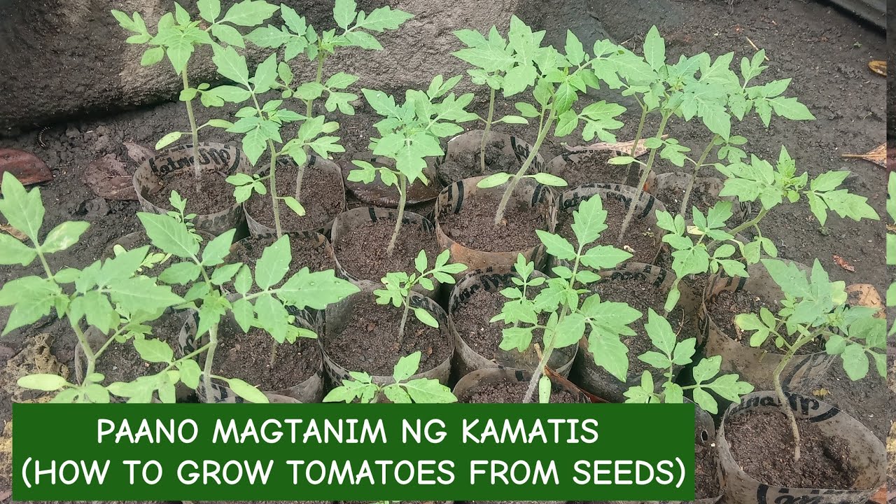 PAANO MAGTANIM NG KAMATIS | HOW TO PLANT TOMATOES - YouTube