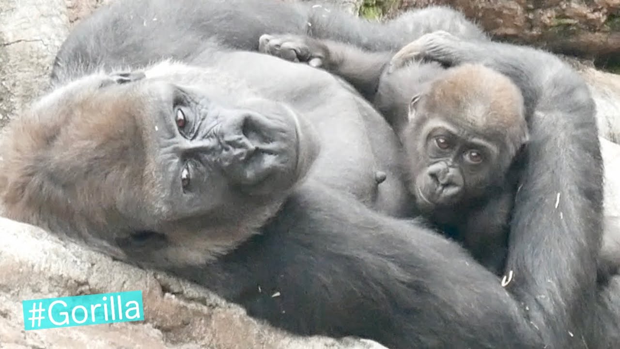 Gorilla Father Follows His Baby - YouTube