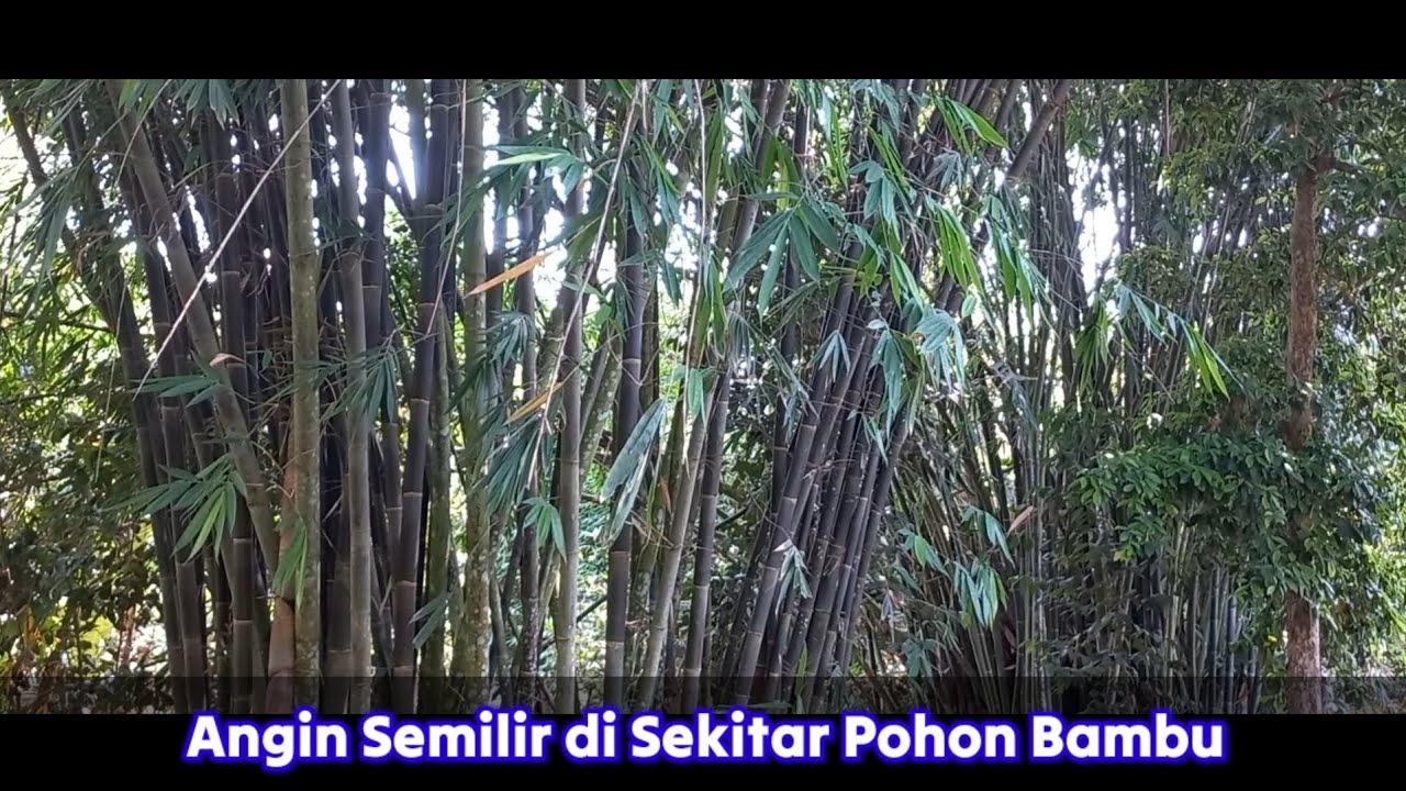 Angin Semilir di Sekitar Pohon Bambu. - YouTube
