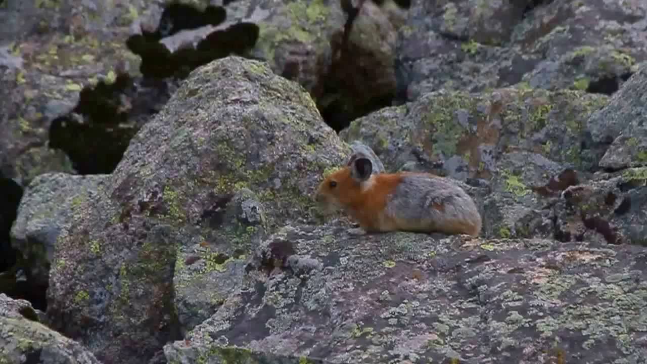 Turkestan red pika / Красная пищуха / Ochotona rutila - YouTube