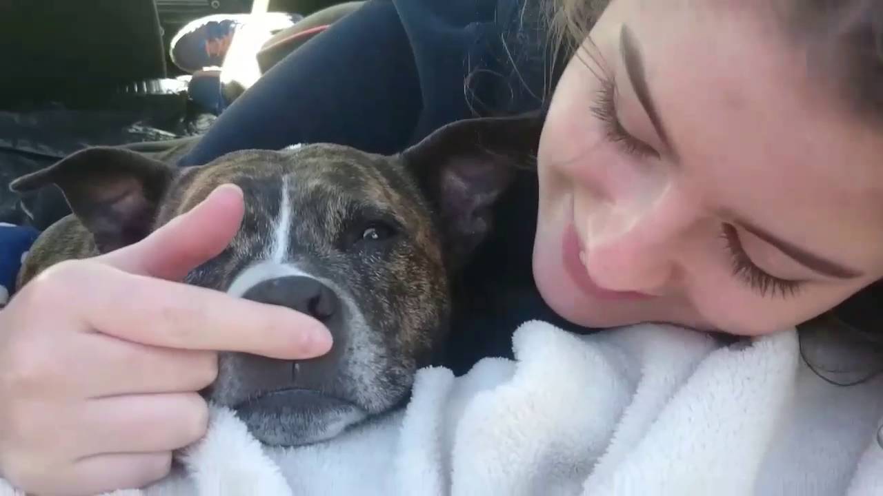 Tribute to my best friend, Rescue Staffy Laila, RIP best nanny dog ever ...