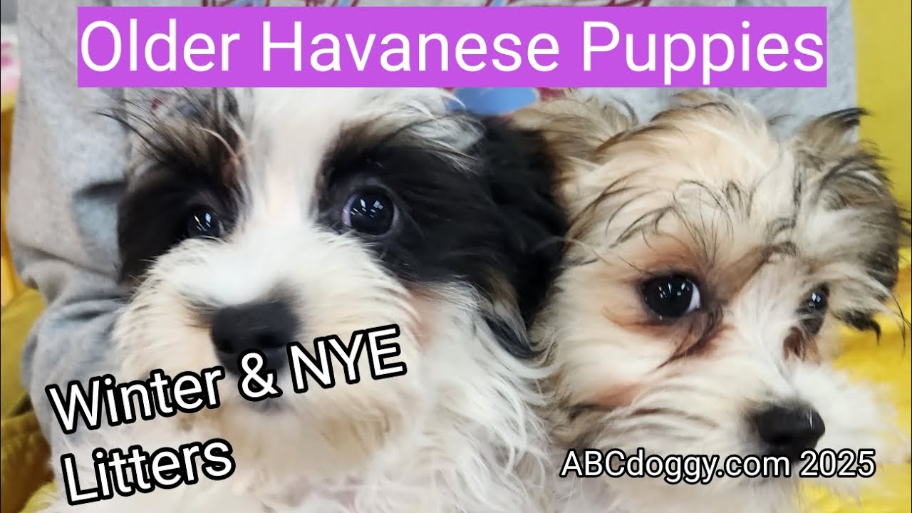 AKC Havanese Puppies * Older * Sparky, Champ, Aspen & Frosty * ABCdoggy ...