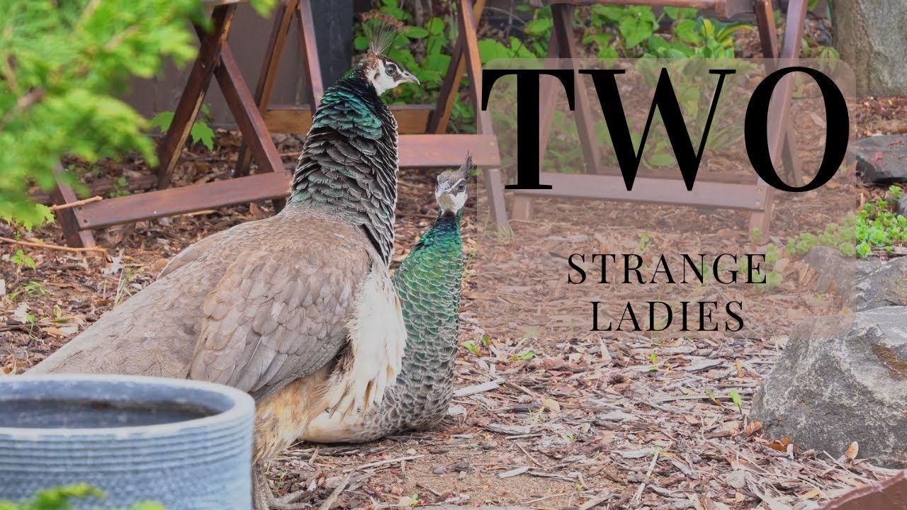 Two Strange Ladies - YouTube