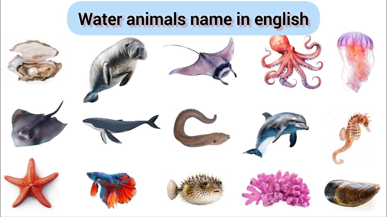 50 Water Animals name in english | WATER ANIMALS NAMES | English ...