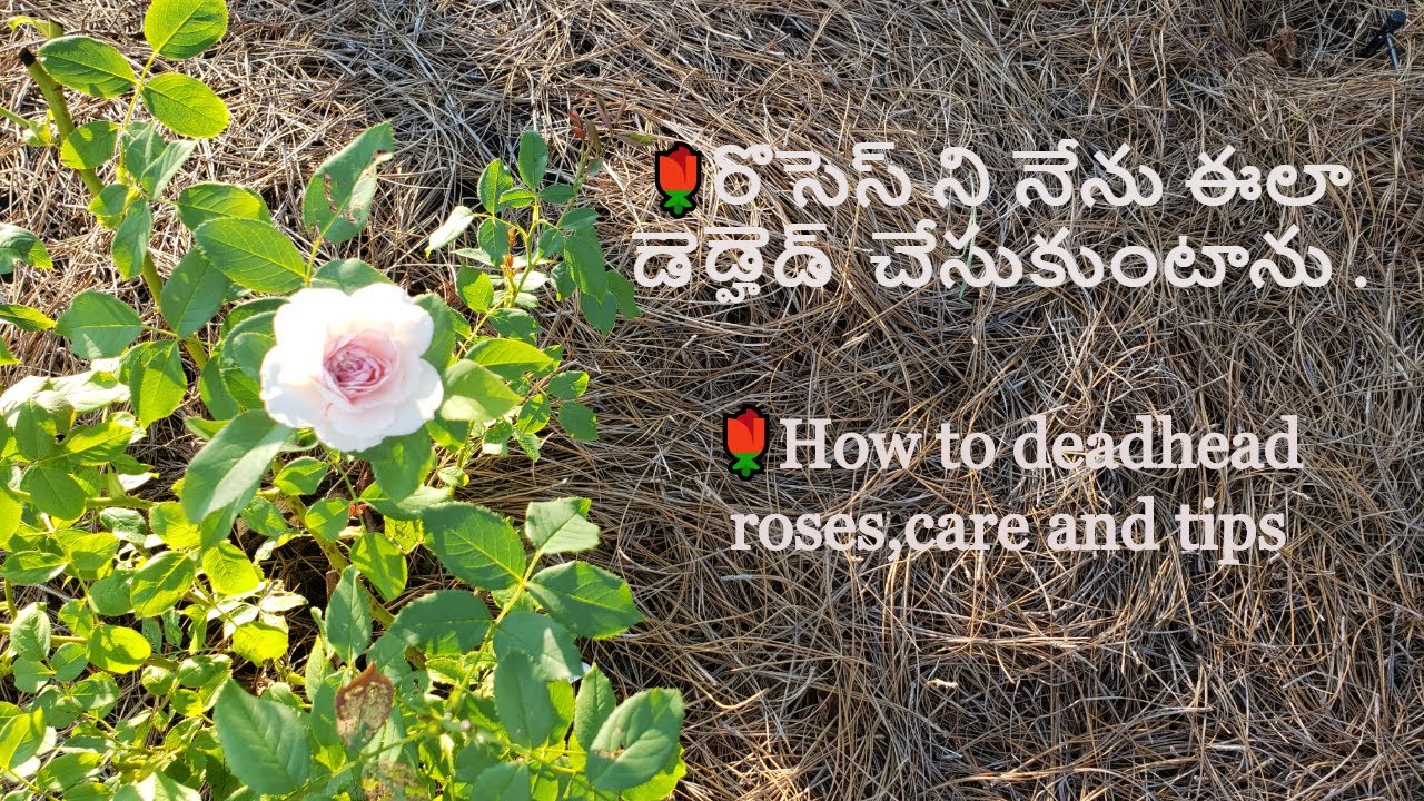 🌹How & Why is it important to deadhead roses|USA|Acidic soil good for ...
