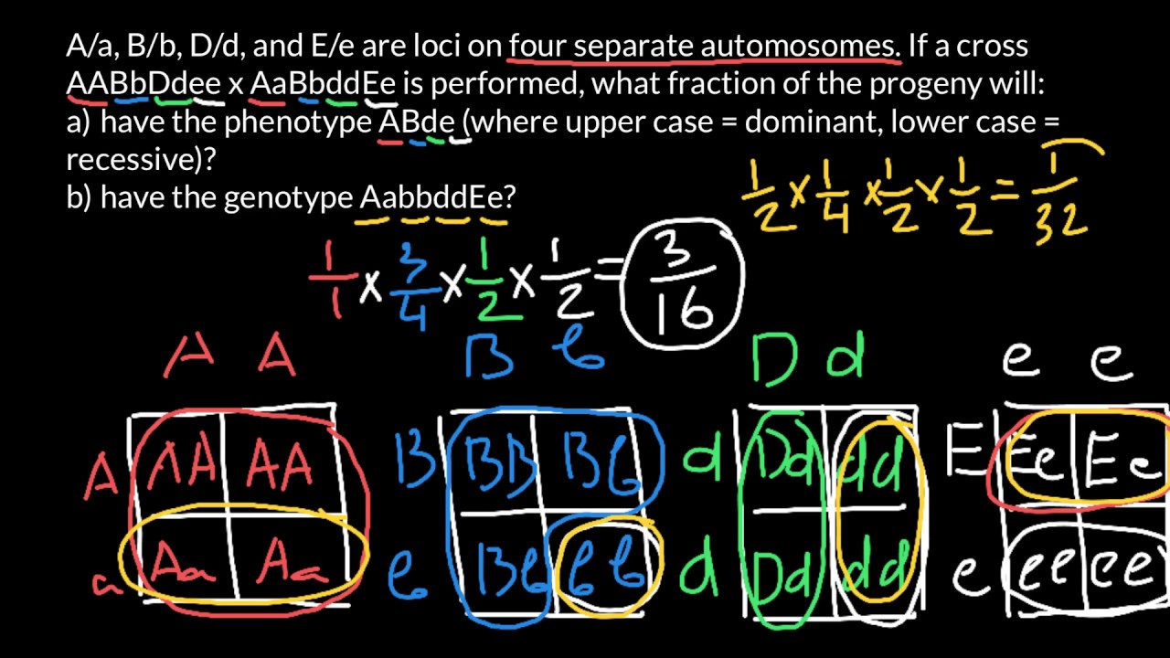 How To Find Probability Of Genotype Or Phenotype In A Progeny YouTube how-to-find-probability-of-genotype-or-phenotype-in-a-progeny-youtube
