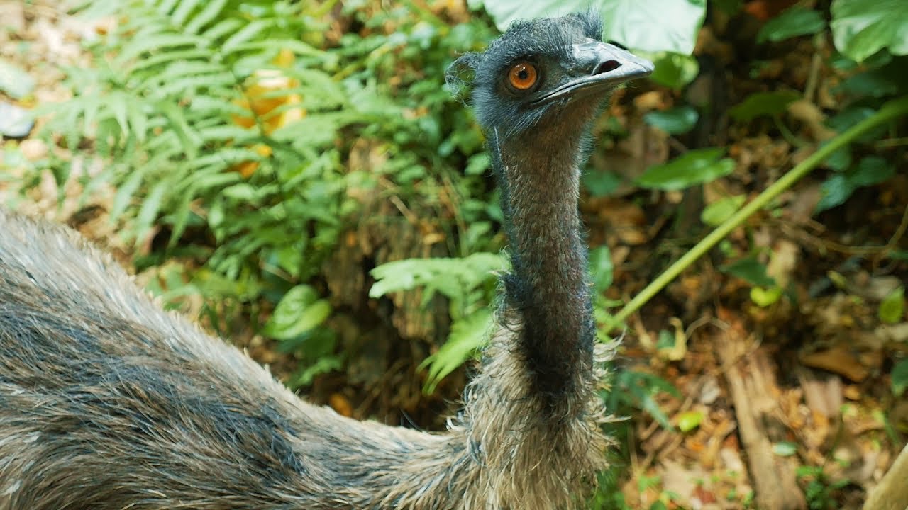 Emu Bird Funny Video || Emu Birds Video at Singapore Zoo || Pakshi ...