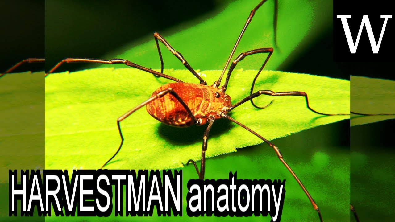 HARVESTMAN anatomy - WikiVidi Documentary - YouTube
