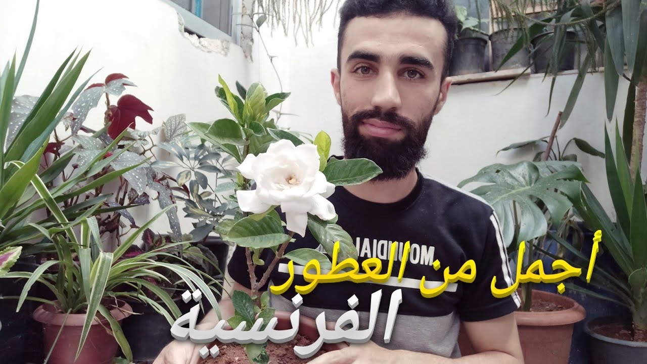 زراعة نبات الغاردينيا في المنزل Youtube