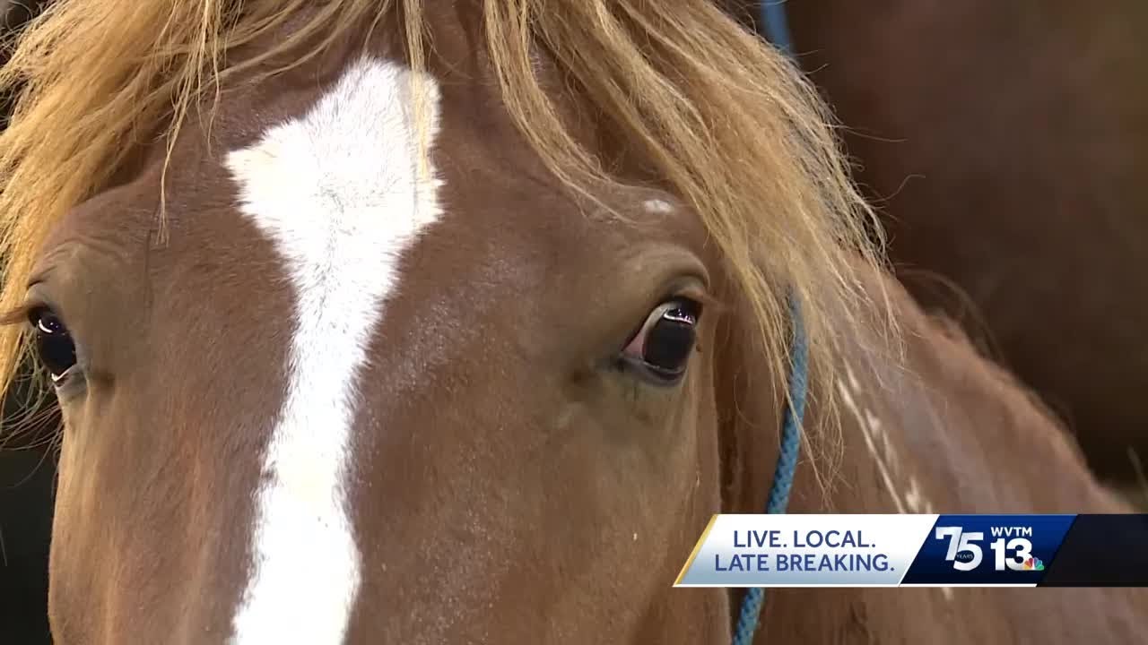 Wild mustangs available for adoption in Cullman County - YouTube