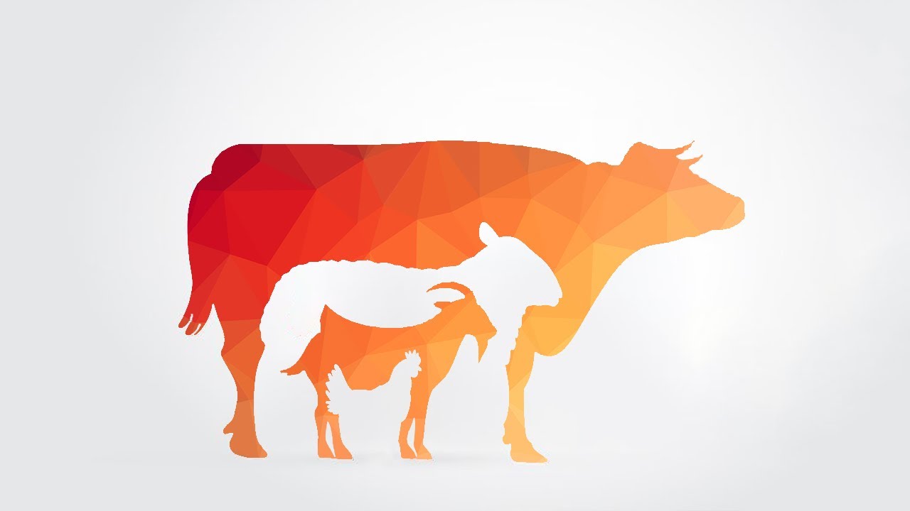 Our Meat - 100% Hand Slaughter & Non-Stunned - YouTube