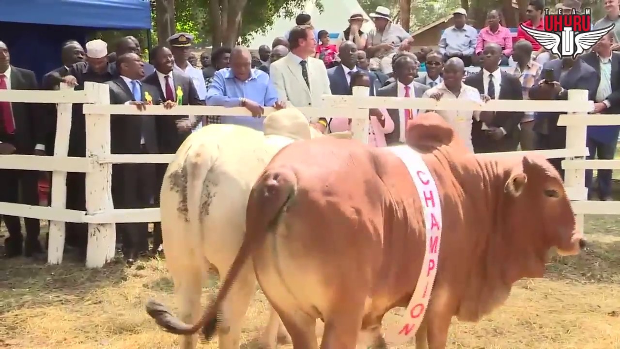 LIVESTOCK BREEDERS SHOW AND SALE - YouTube