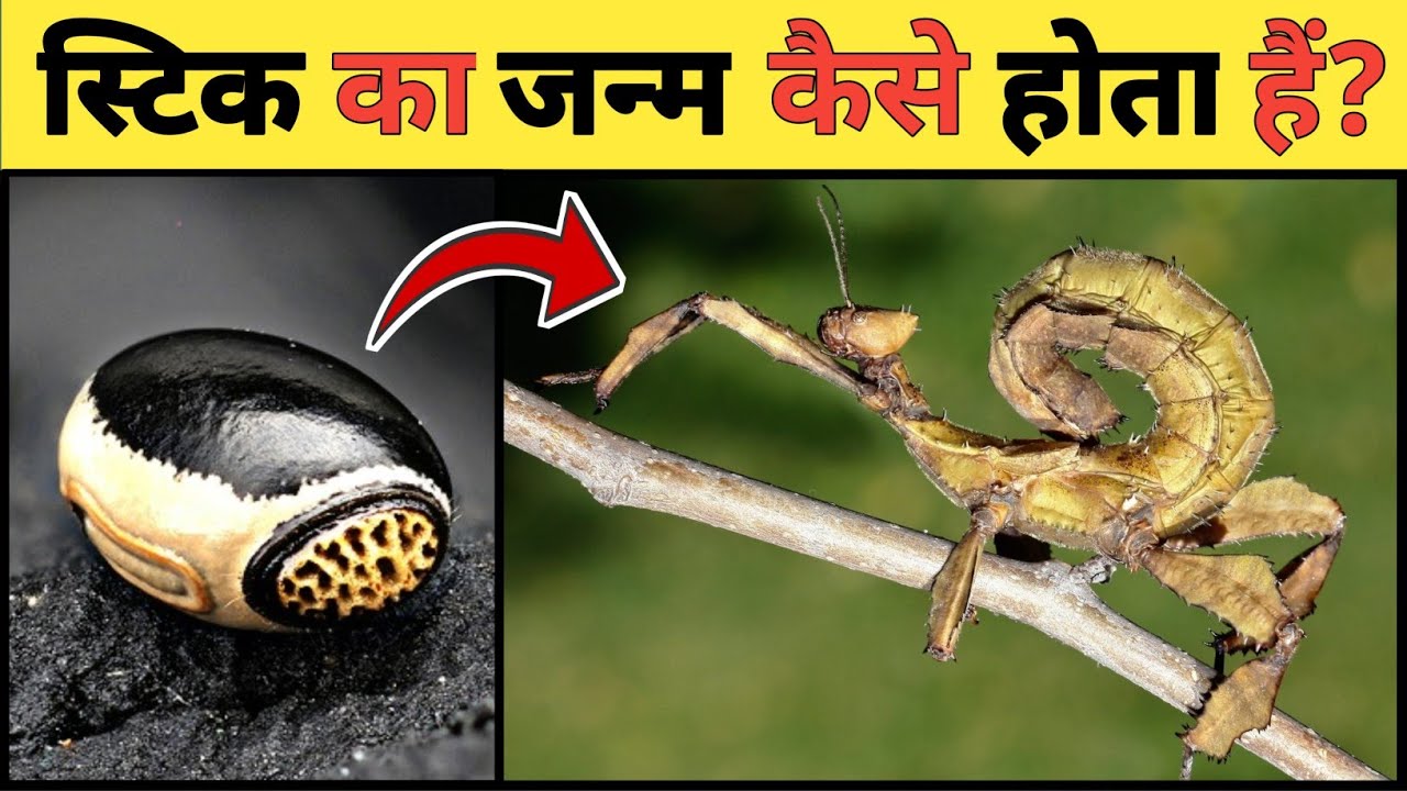 छड़ी कीट का जीवन चक्र | Stick Insect Life Cycle Video | Life Cycle Of ...