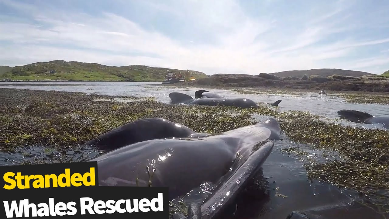 Dramatic footage of multiple stranded whales rescued off a remote ...