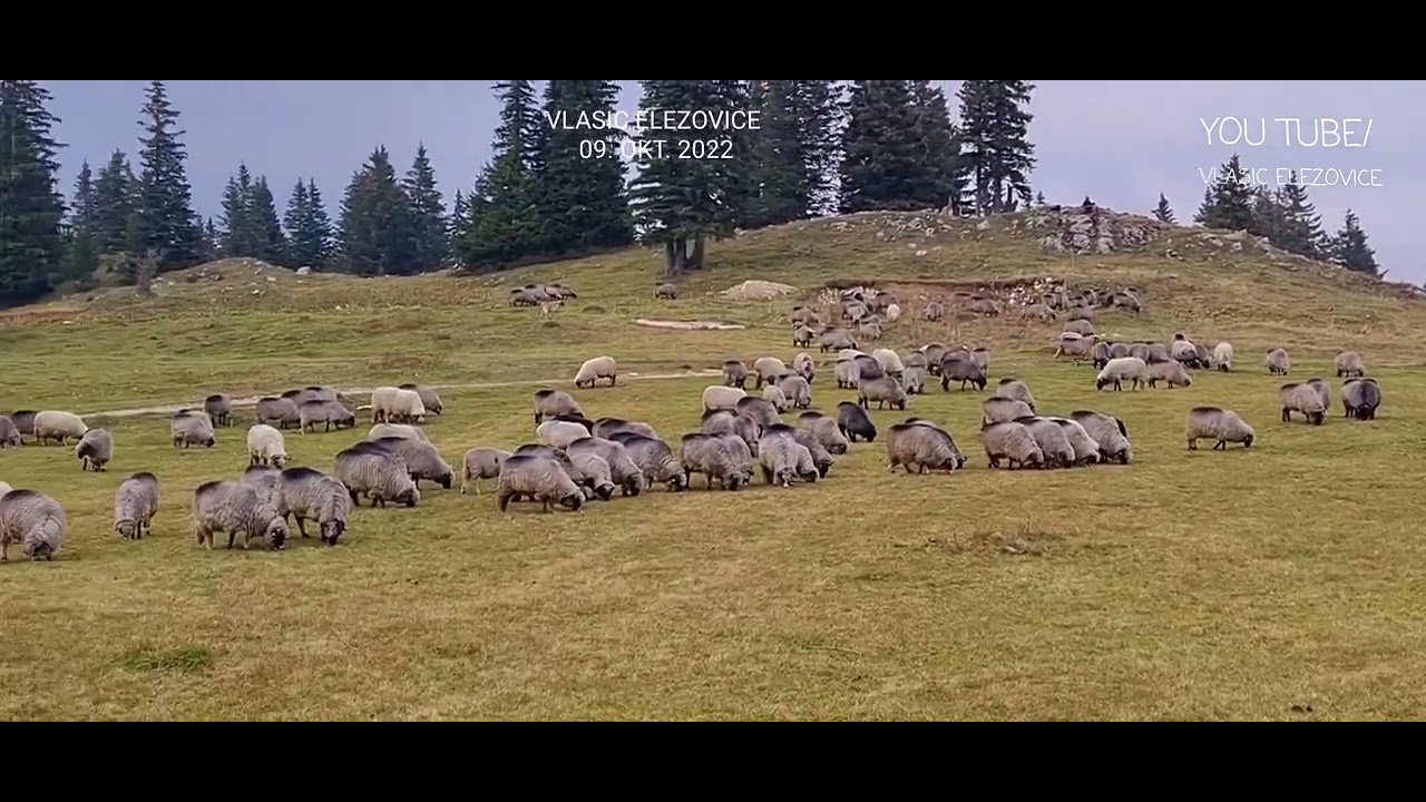 Kukino stado ovaca ,,Vlasic Elezovice - North Side - YouTube