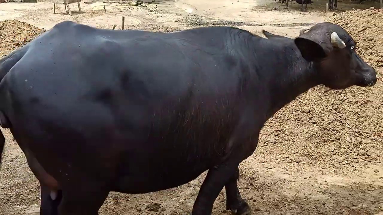 Beautiful neeli Bufflow for sale in Pakistan on YouTube 02-07-2020 ...