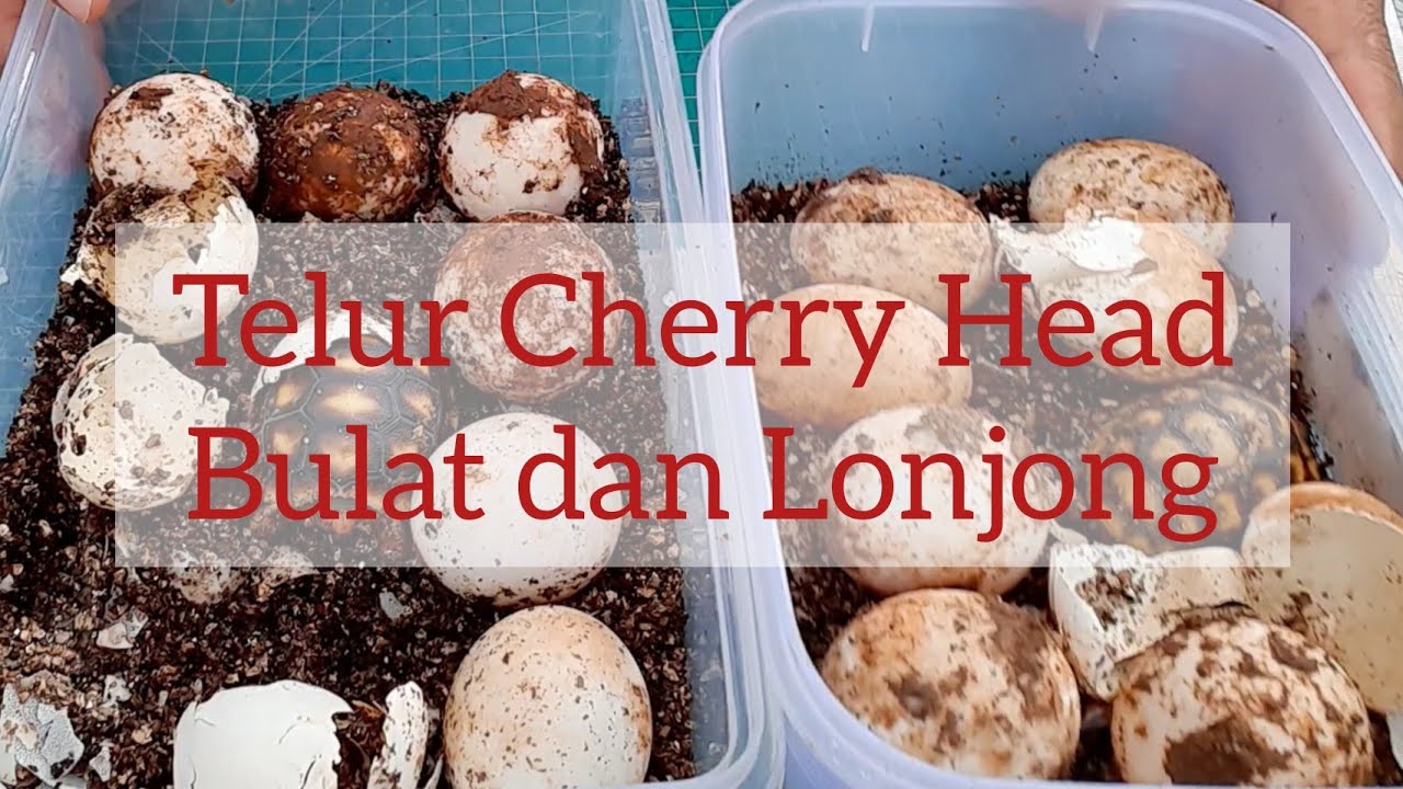 Telur Kura Darat Cherry Head Ada yang Bulat dan Lonjong | Baby Cherry ...