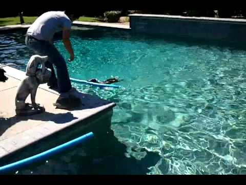 Blue & Batman swimming in the backyard. - YouTube
