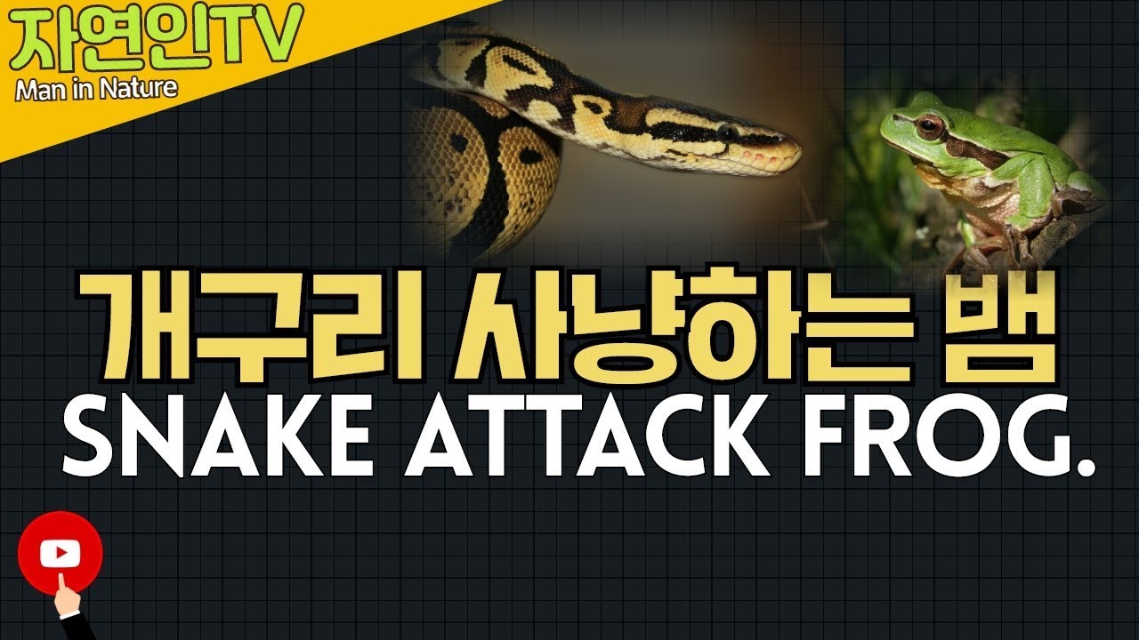 Snake Attack Frog. 개구리 사냥하는 뱀! - YouTube