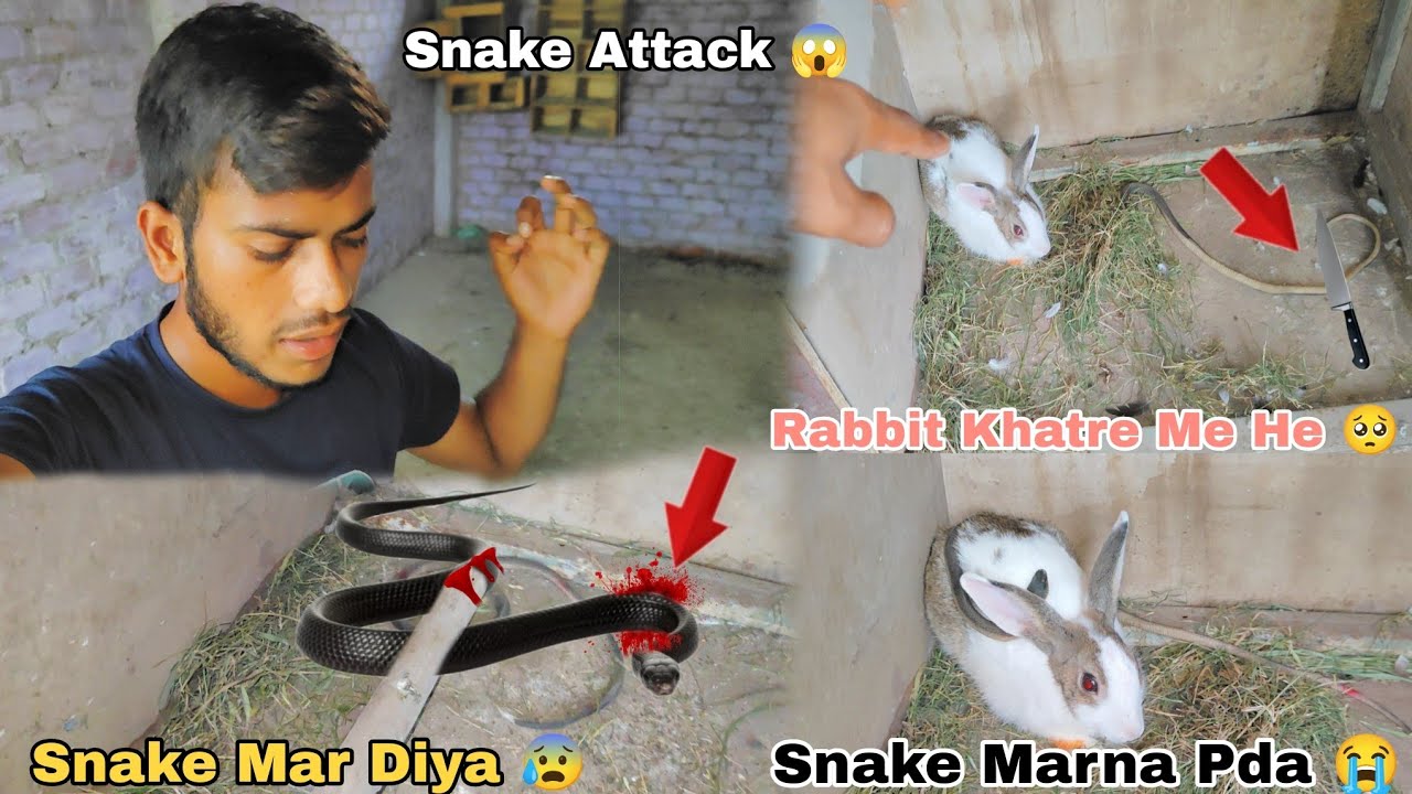 🐍Snake Ne Rabbit Pr Hamla Kr Diye || snake Attack || Rabbit Rescue || # ...