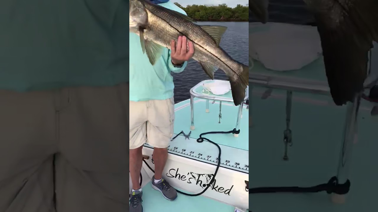 Snook - YouTube