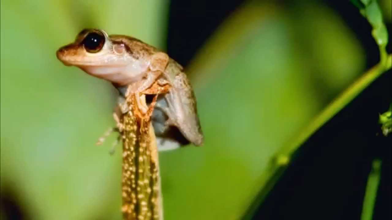 DescubraPuertoRico.com - El Yunque 2014 - YouTube
