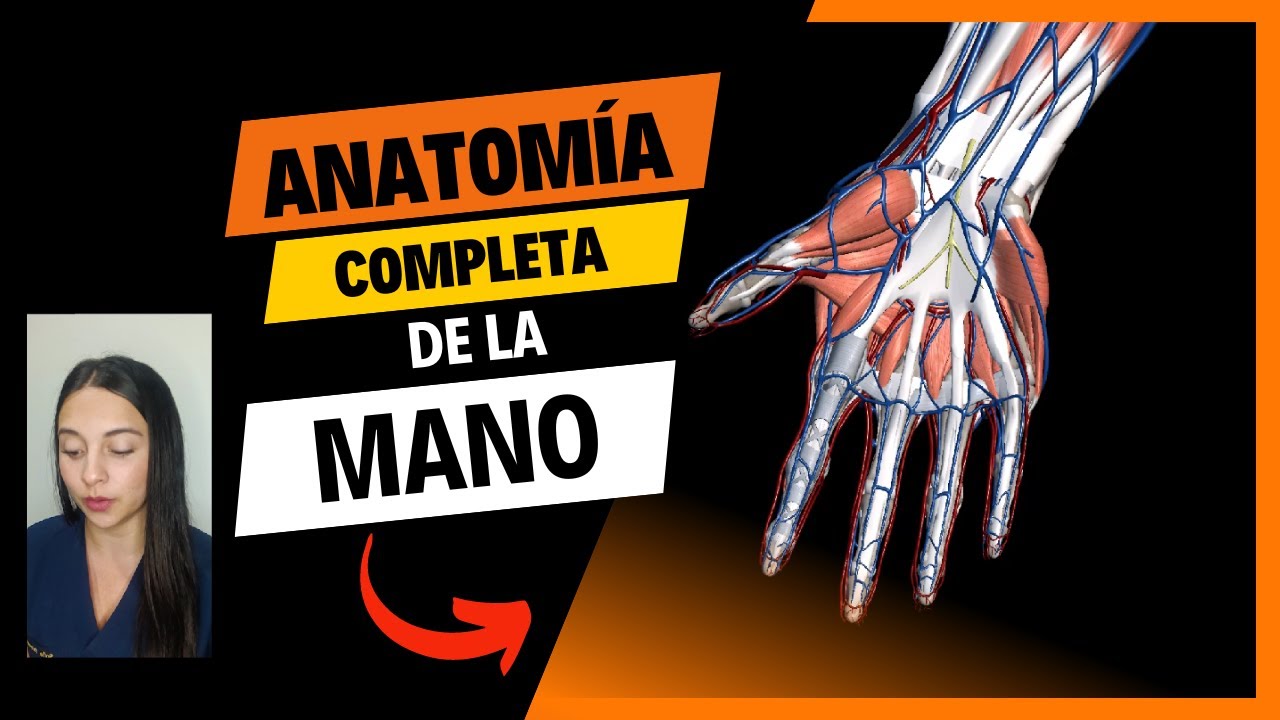 Anatomía de MANO - YouTube