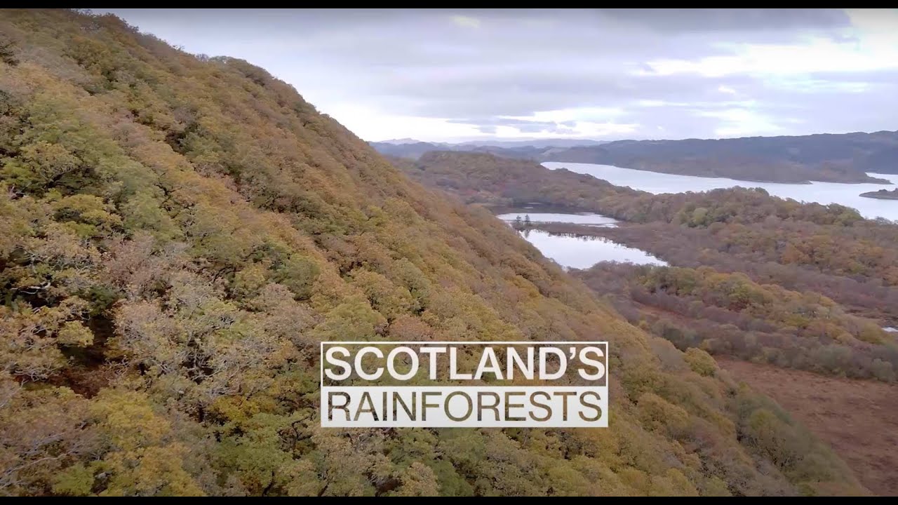 Scotland's Rainforest - YouTube