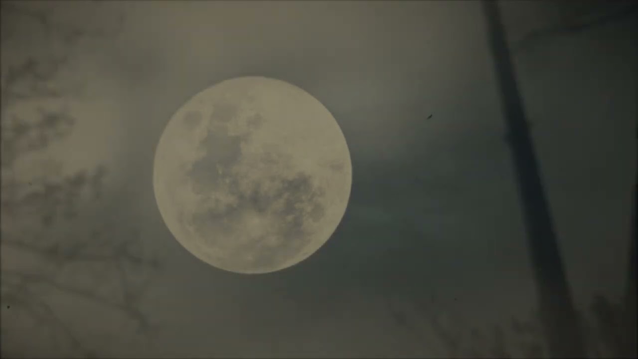 Moon Drop - STILL HORSE: Song Lyrics, Music Videos & Concerts