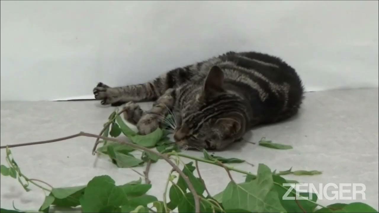 Bug Off: Cats Get Hooked On Catnip Because It Protects Them Against Mosquitoes, Says Study - YouTube